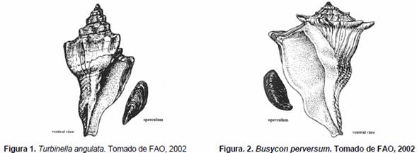 PLAN DE MANEJO PESQUERO DE LAS ESPECIES DE CARACOL PATEBURRO O TOMBURRO ...