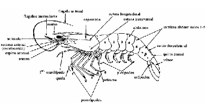 ACUERDO POR EL QUE SE DA A CONOCER EL PLAN DE MANEJO PESQUERO DE ...